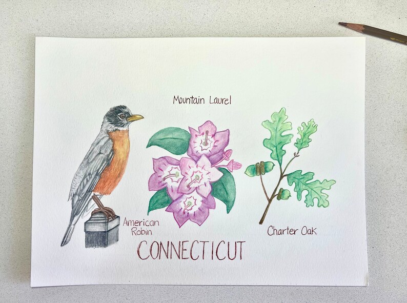 Connecticut State Bird, State Flower, State Tree, Original Watercolor ...