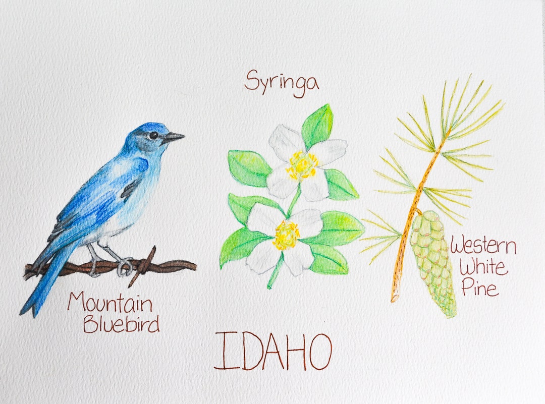 Idaho State Art: Mountain Bluebird, Syringa, Pine Watercolor - Etsy