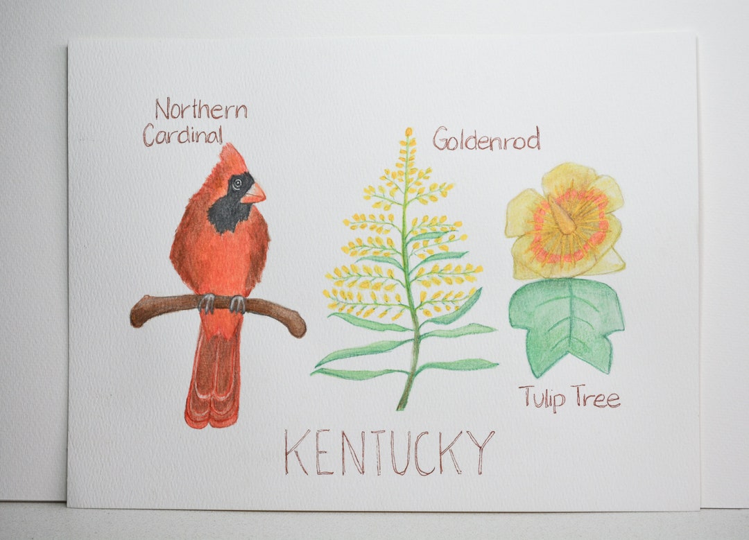 Kentucky State Symbols: Original Watercolor Painting - Etsy
