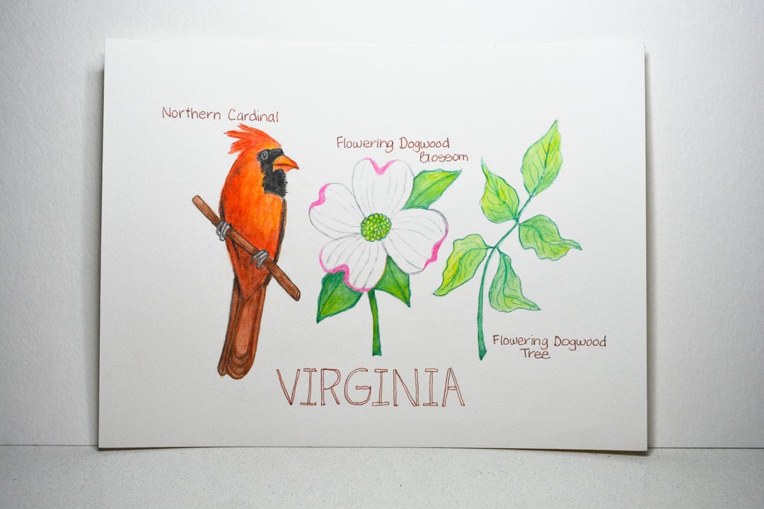Virginia State Bird, Flower, Tree, Original Watercolor Painting ...