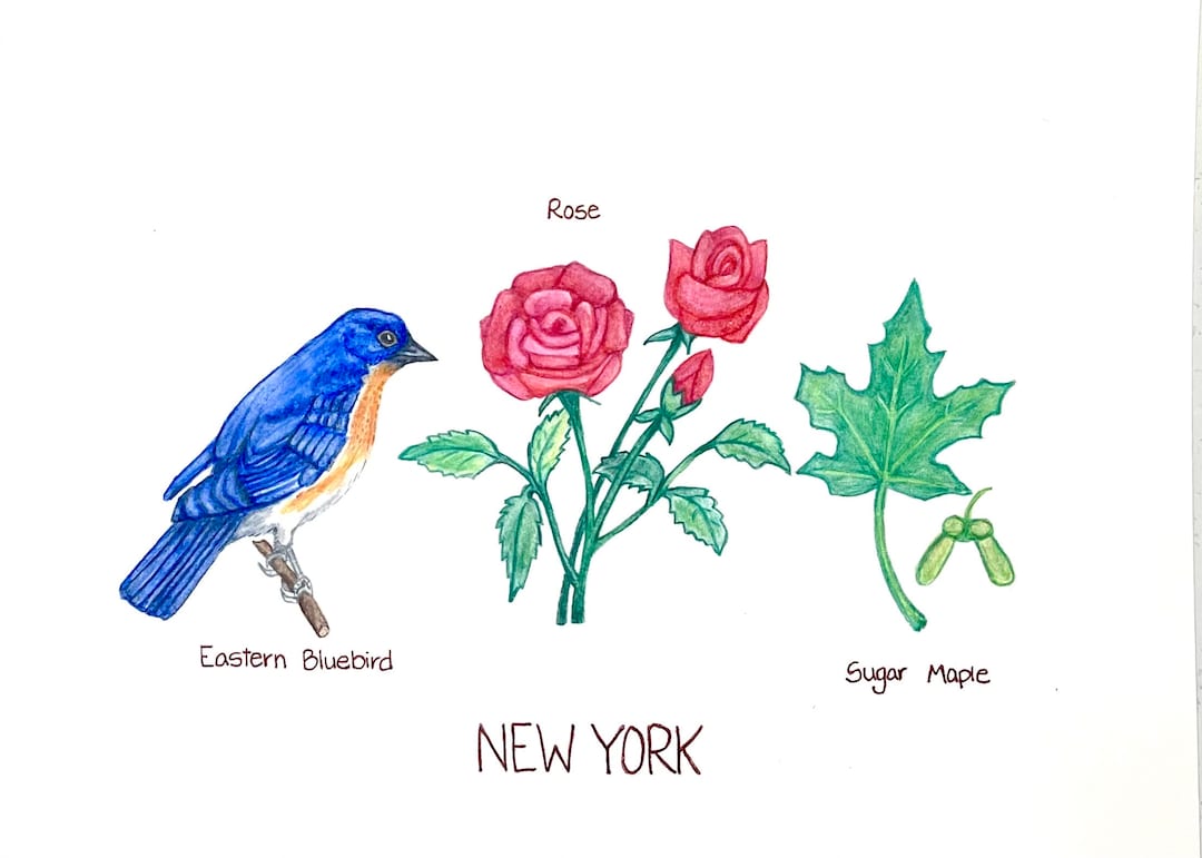New York State Bird, Flower, Tree, Original Watercolor Painting ...