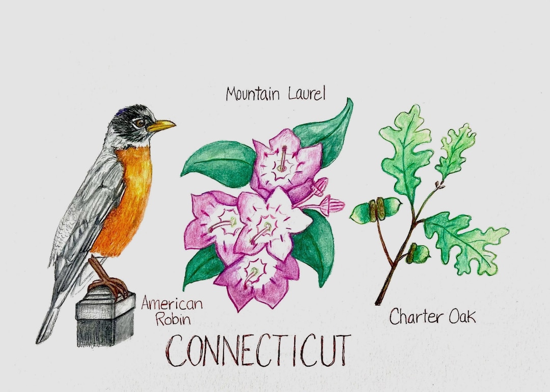 Connecticut State Bird, State Flower, State Tree, Original Watercolor ...