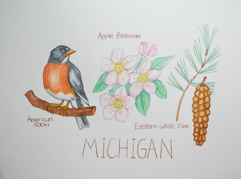 Michigan State Bird, State Flower, State Tree, Original Watercolor ...