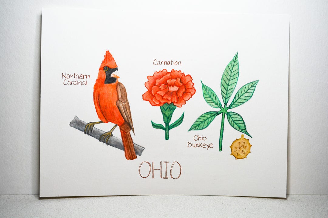 Ohio State Bird, Flower, Tree, Original Watercolor Painting, Northern ...