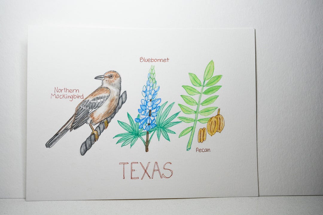 Texas State Bird, Flower, Tree, Original Watercolor Painting, Northern ...