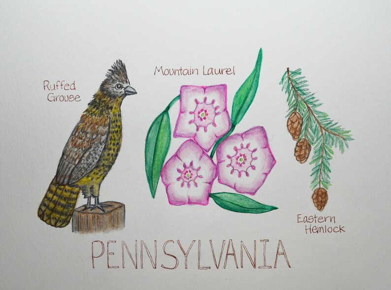 Pennsylvania State Bird, Flower, Tree, Original Watercolor Painting ...