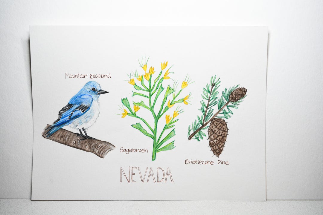 Nevada State Bird, Flower, Tree, Original Watercolor Painting, Mountain ...