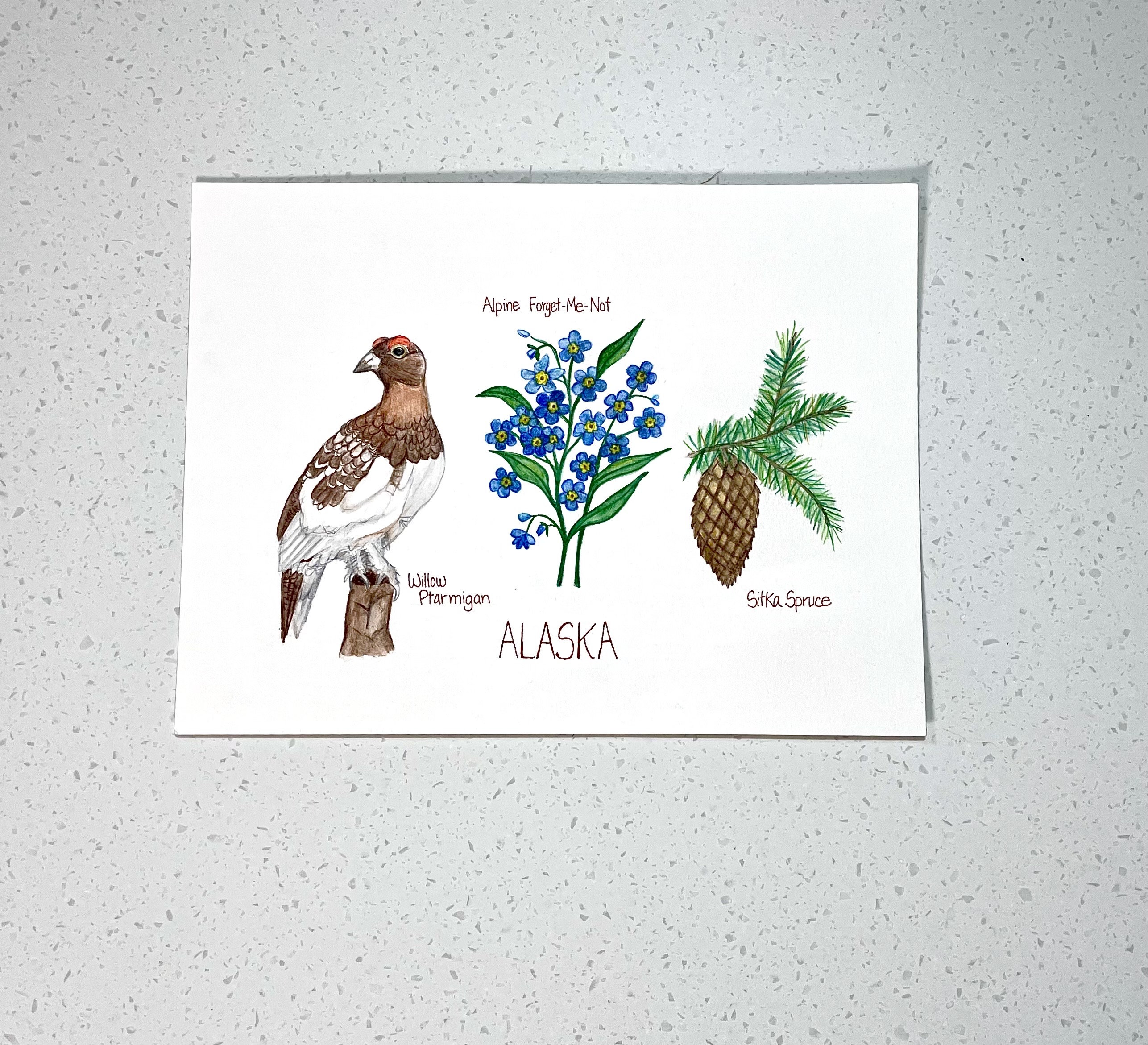 Alaska State Bird, Flower, Tree, Original Watercolor, Willow Ptarmigan ...