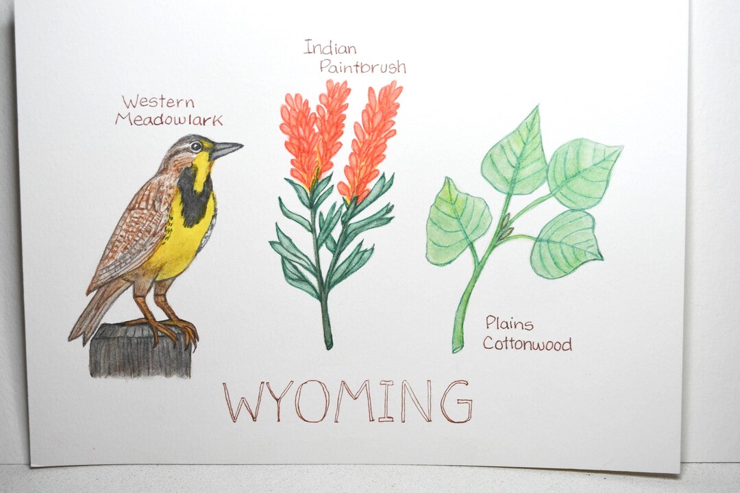 Wyoming State Symbols: Western Meadowlark, Indian Paintbrush Watercolor ...