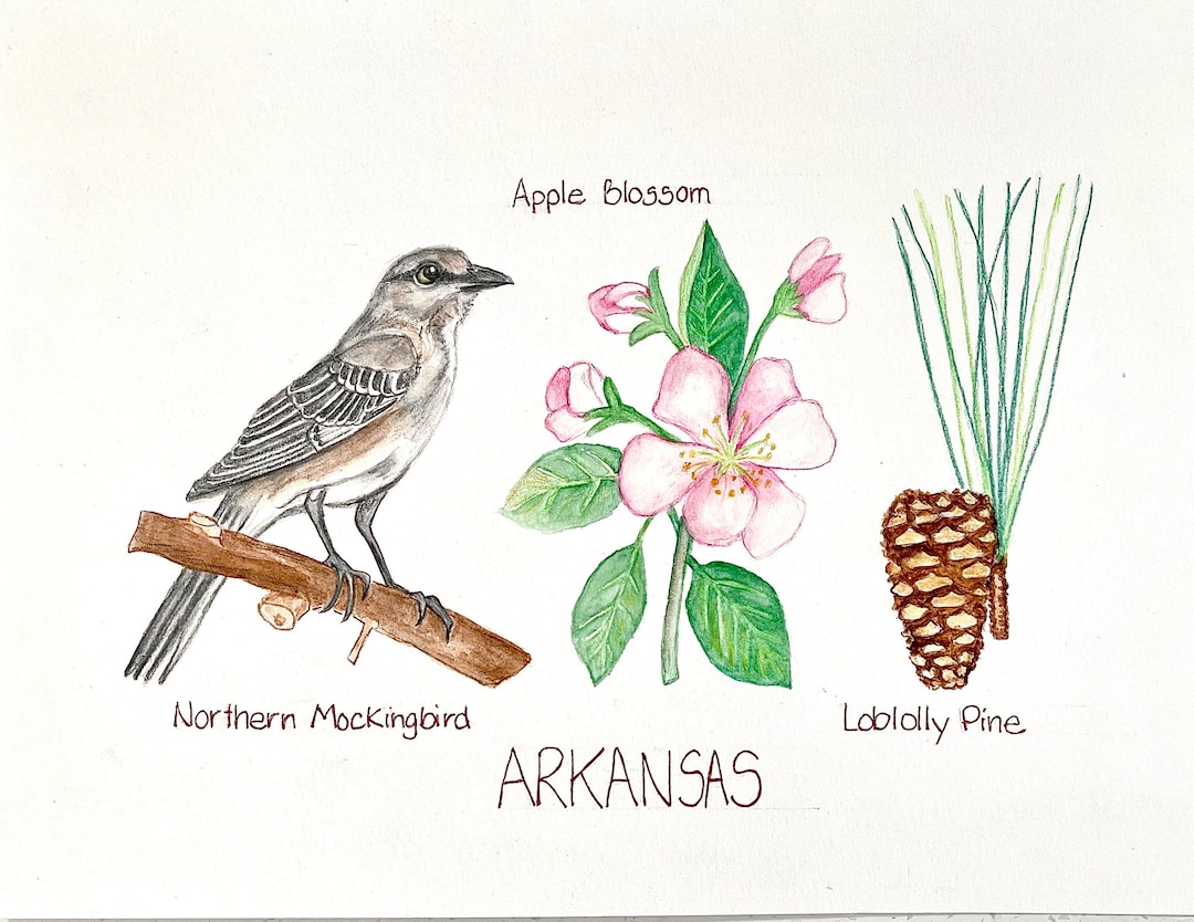 Arkansas State Symbols: Original Watercolor Painting, Bird, Flower ...