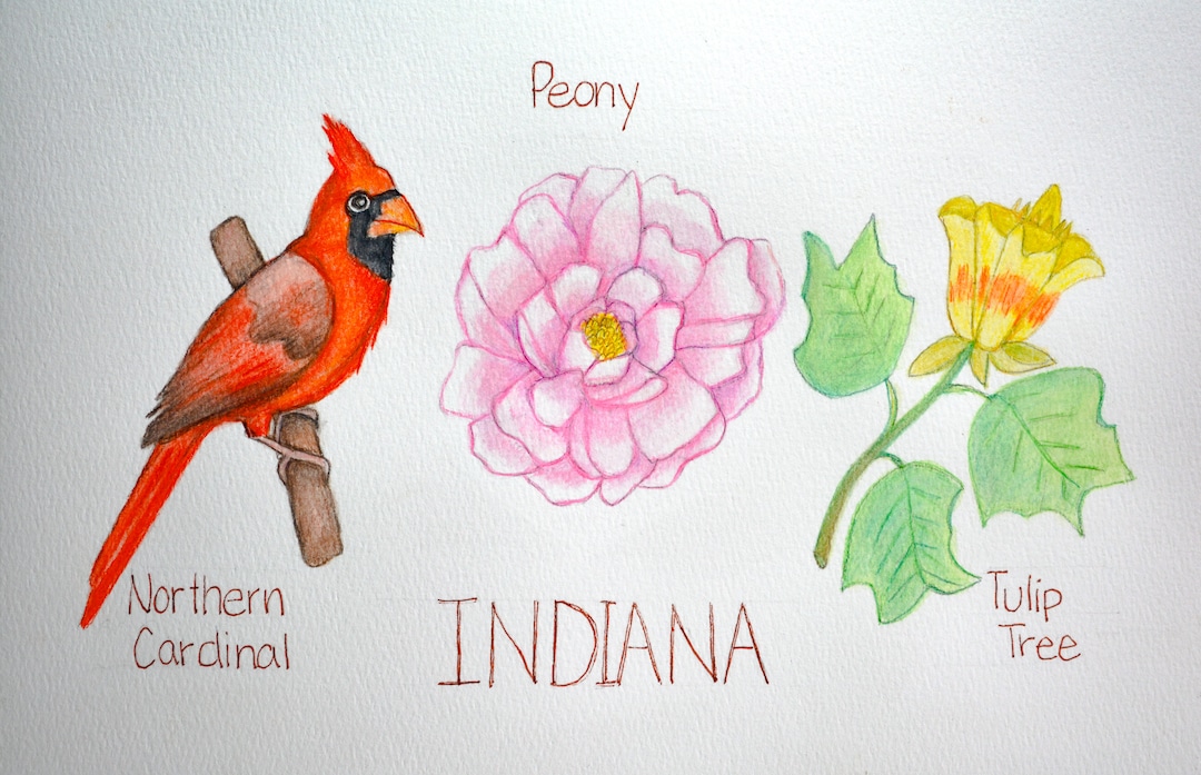 Indiana State Bird, Flower, Tree, Original Watercolor, Northern ...