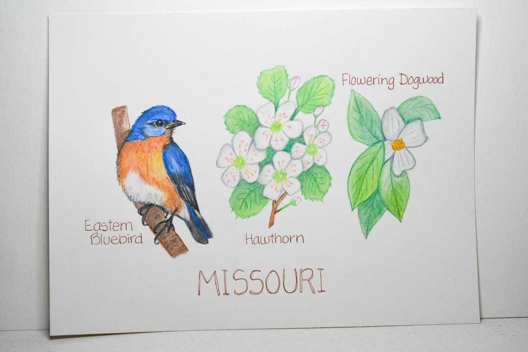 Missouri State Symbols: Bluebird, Hawthorn, Dogwood Watercolor Art - Etsy