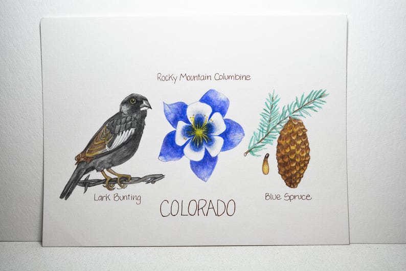 Colorado State Bird, Flower, Tree, Original Watercolor Painting, Lark ...
