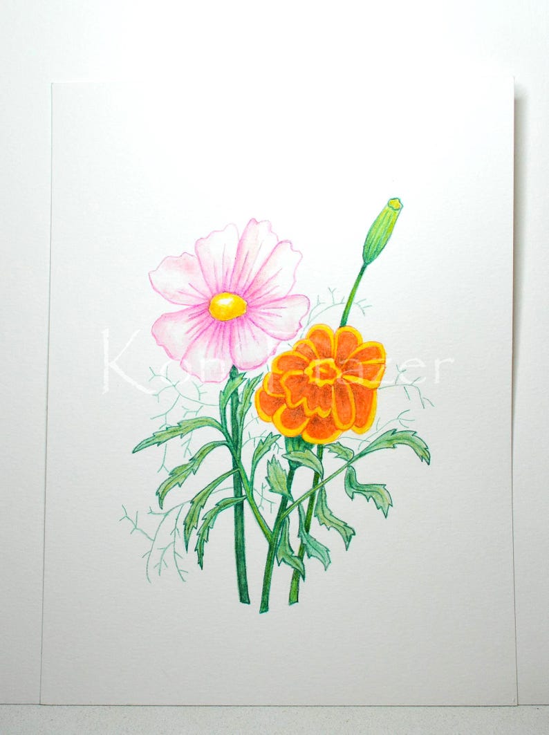October Birth Flower Art: Cosmos & Marigold Watercolor Painting (9x12 ...