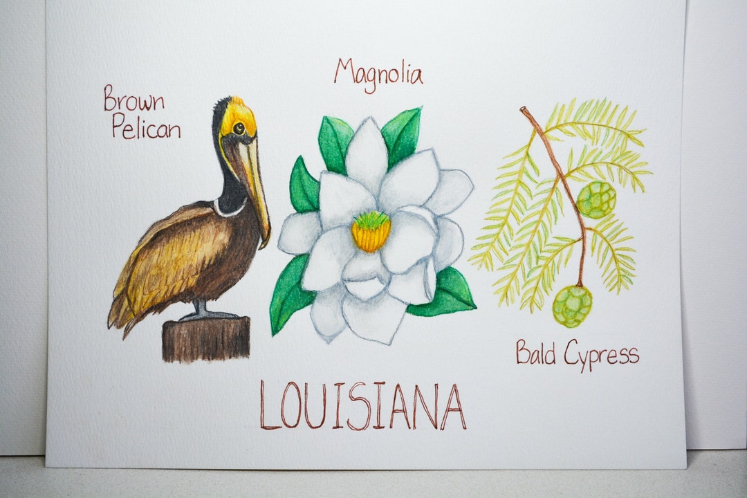 Louisiana State Bird, Flower, Tree, Original Watercolor Painting, Brown ...