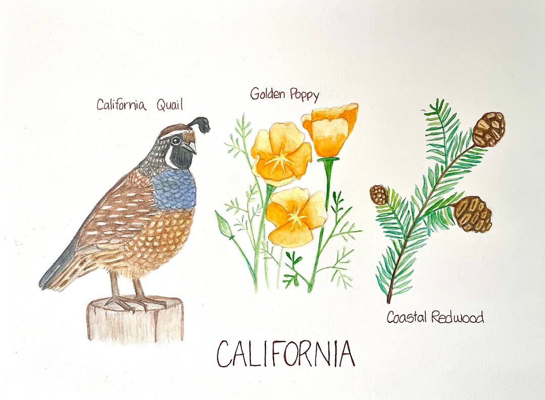 California State Bird, Flower, Tree, Original Watercolor Painting ...