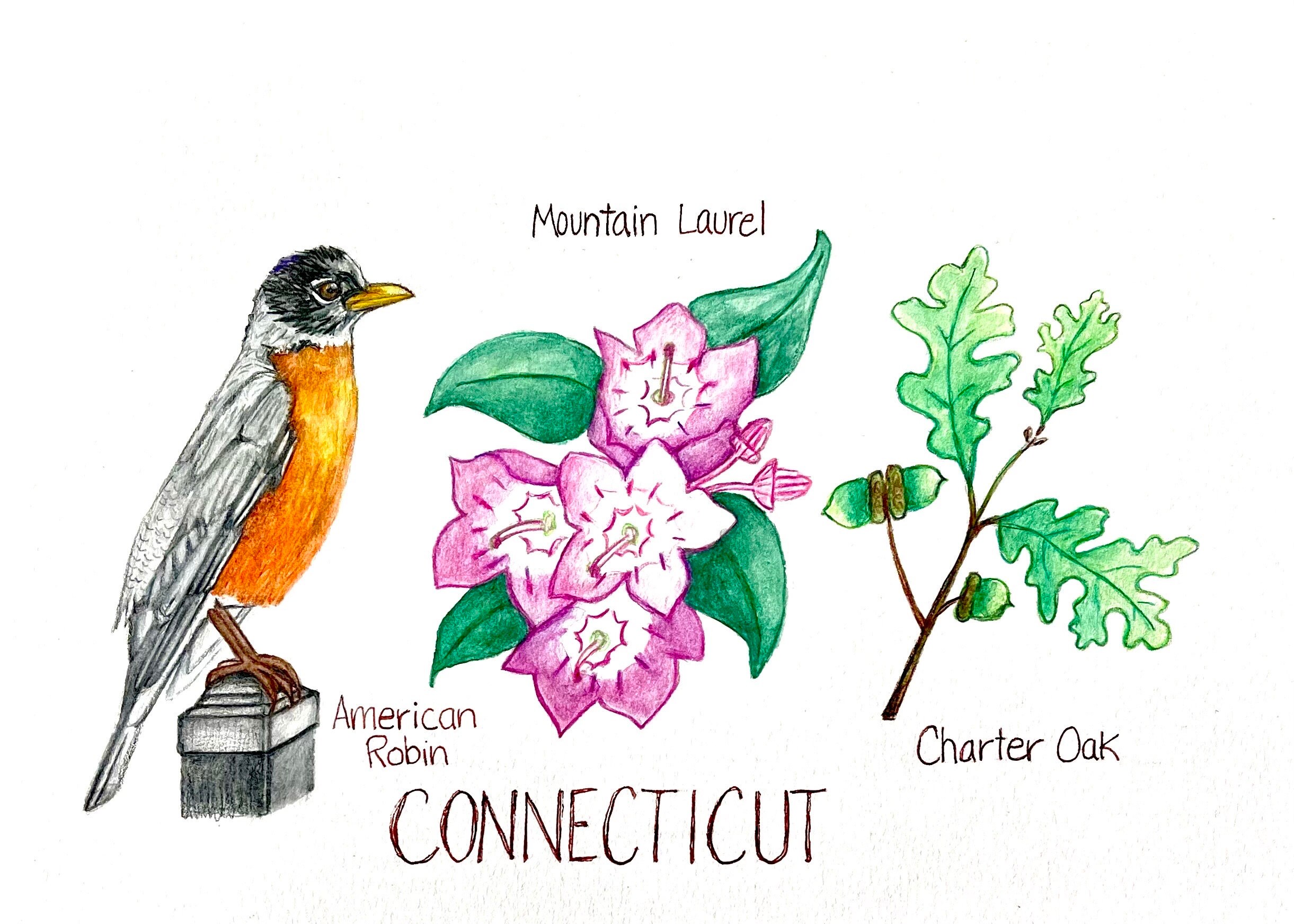 Connecticut State Bird, State Flower, State Tree, Original Watercolor ...