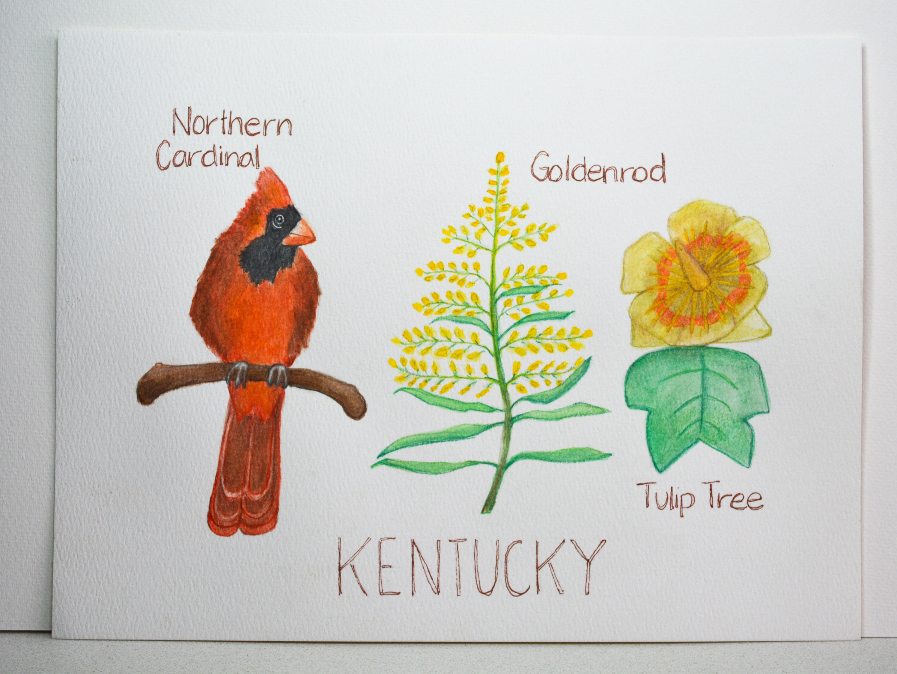 Kentucky State Symbols: Original Watercolor Painting - Etsy
