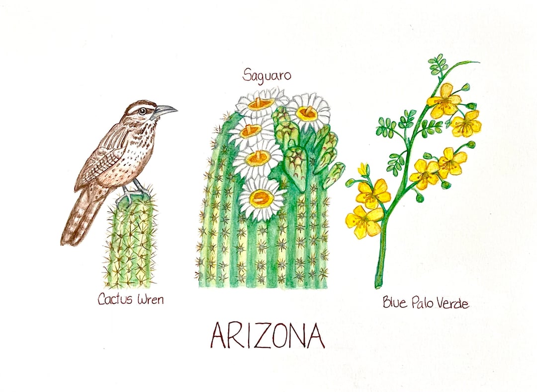 Arizona State Bird, Flower, Tree, Original Watercolor Painting, Cactus ...