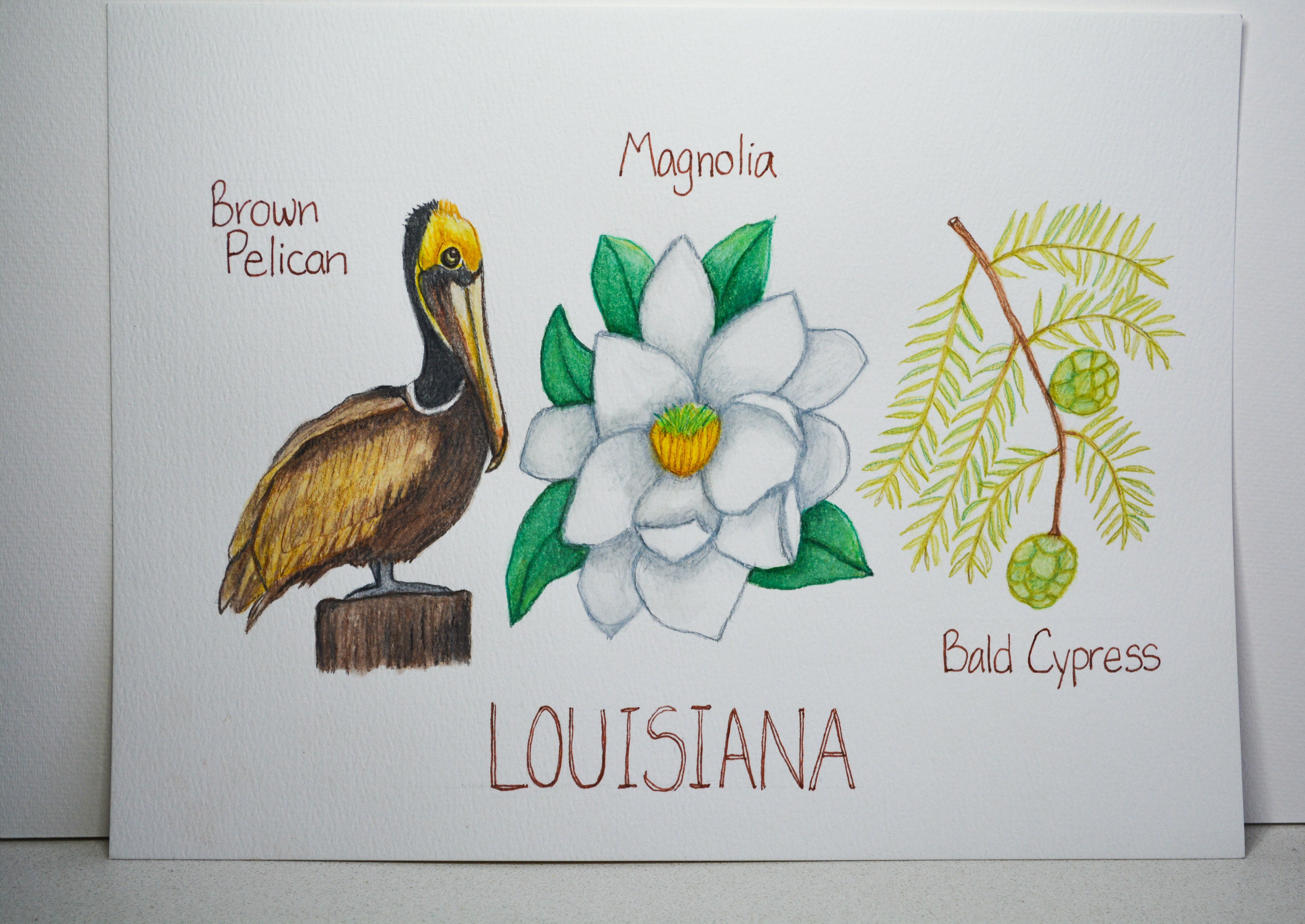 Louisiana State Flower And Bird