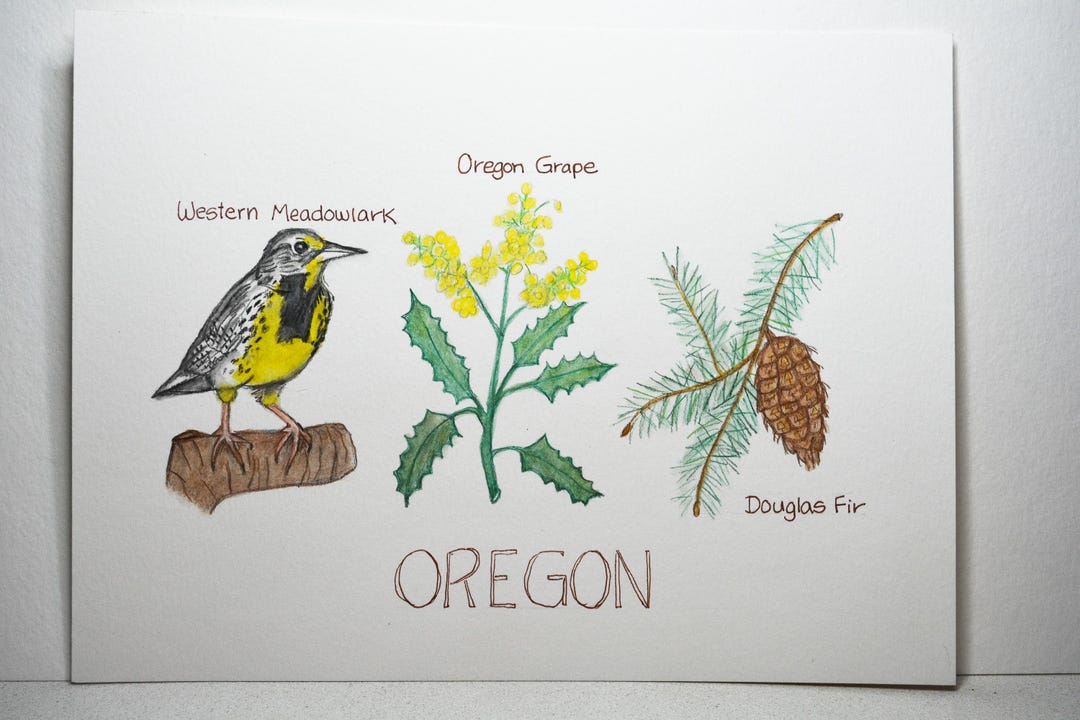 Oregon State Bird, Flower, Tree, Original Watercolor Painting, Western ...