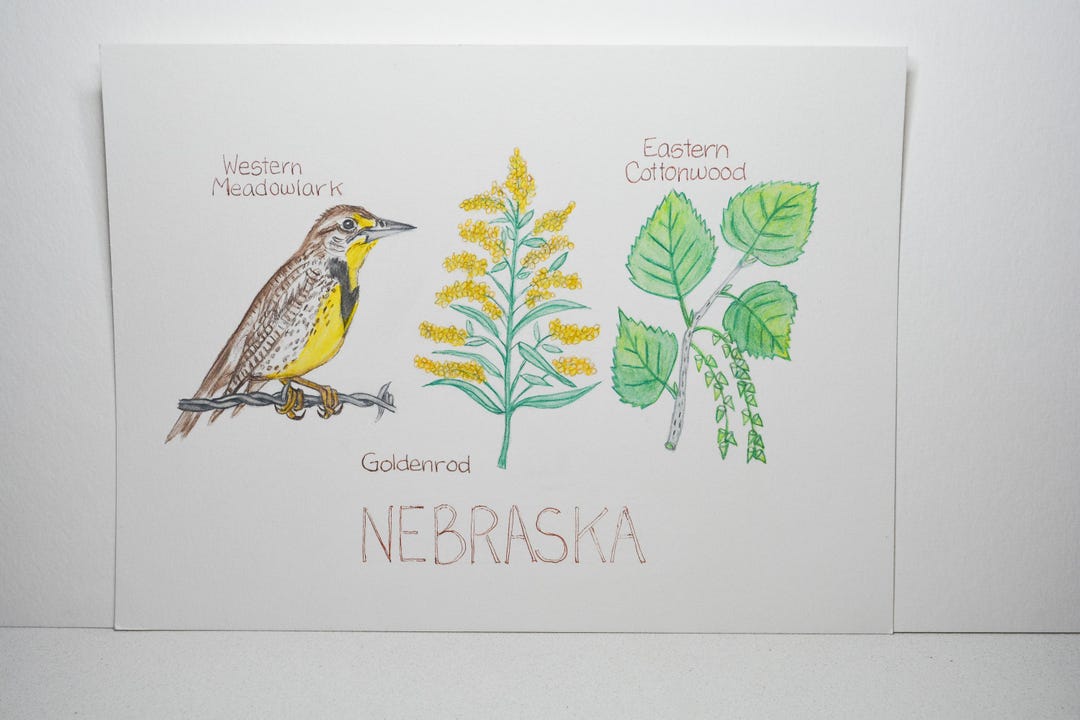 Nebraska State Bird, Flower, Tree, Original Watercolor Painting ...