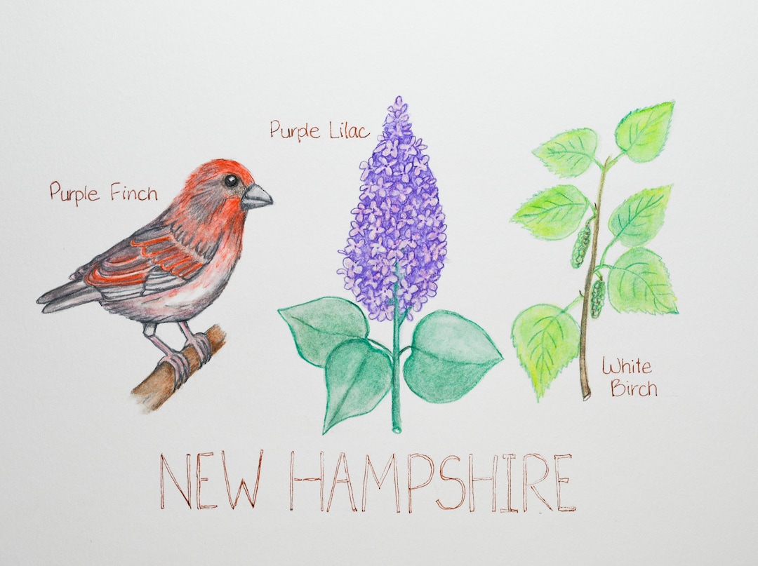 New Hampshire State Symbols: Original Watercolor Painting (12x9) - Etsy