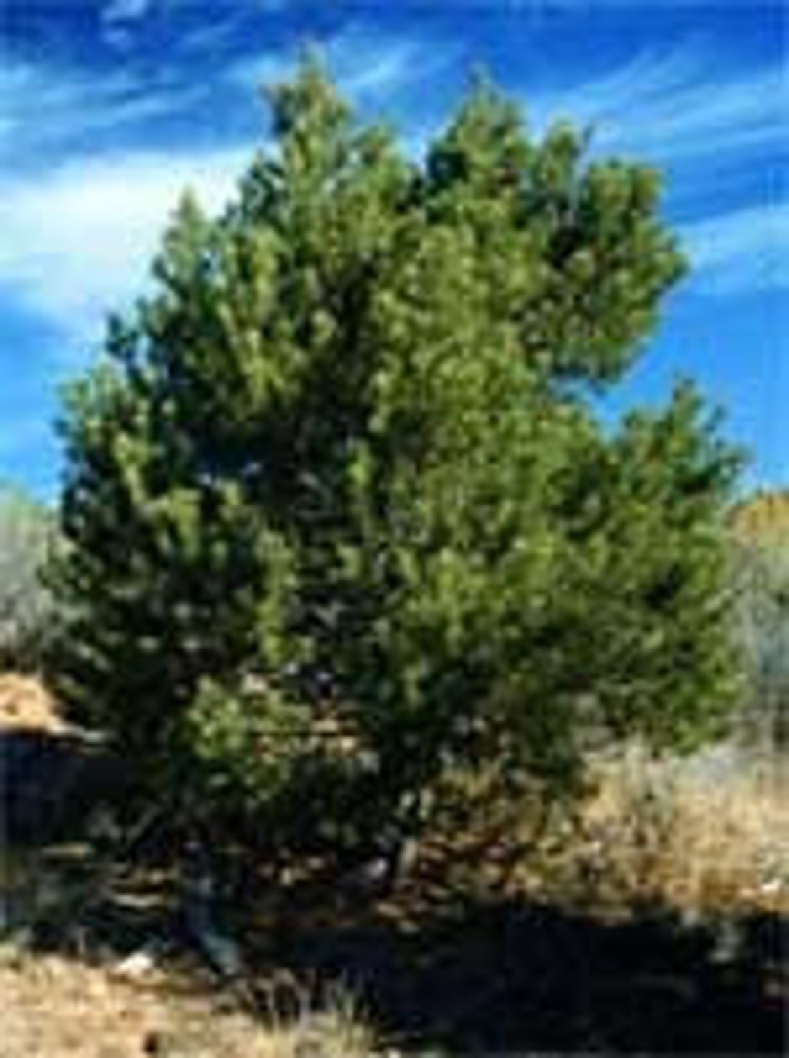 Pinon Pine Resin Approximately 1 Ounce for Smudging Ceremony - Etsy