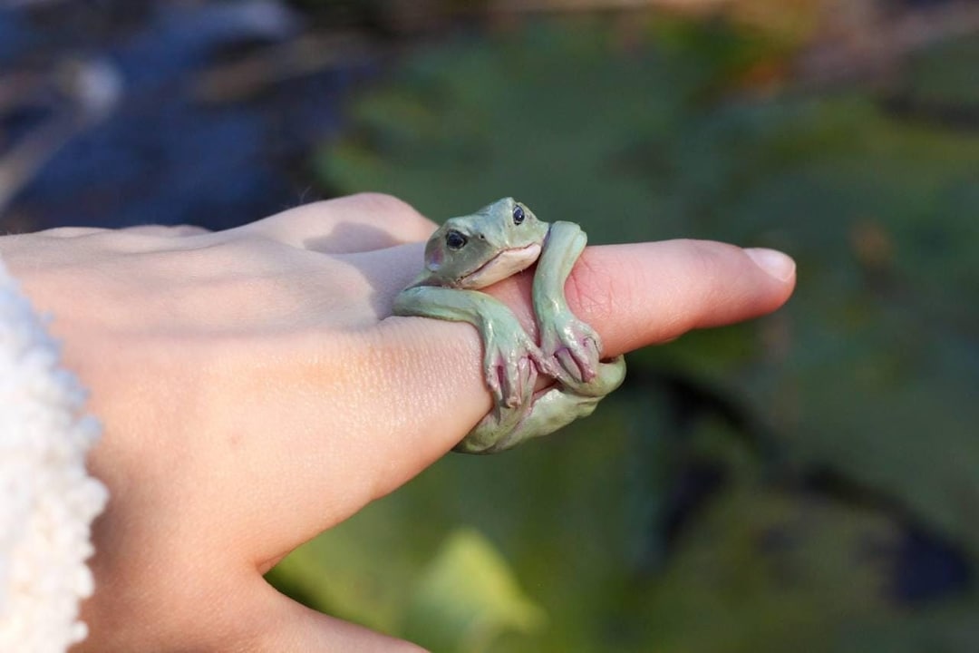 White Tree Frog Ring, Animal Clay Ring, Cute Frog Jewelry, Art ...