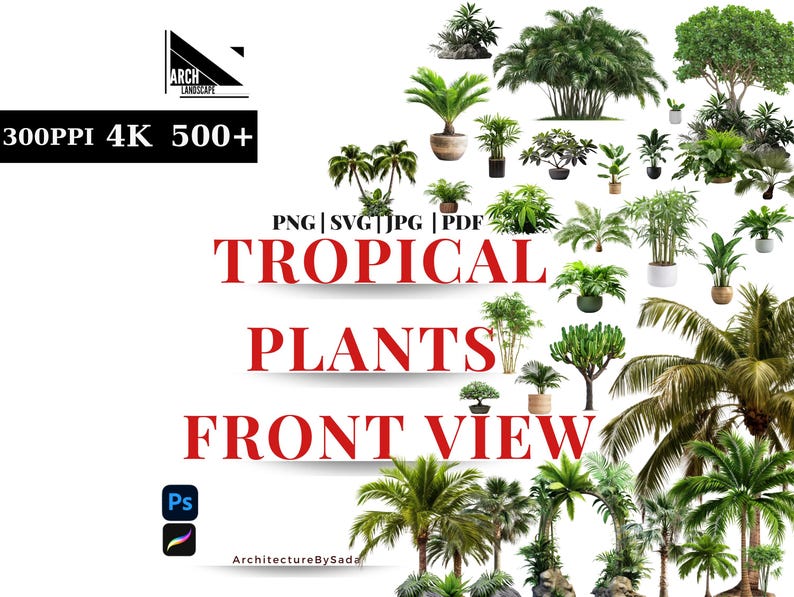 Tropical Plants Front View PNG Collection – 500+ High-resolution ...