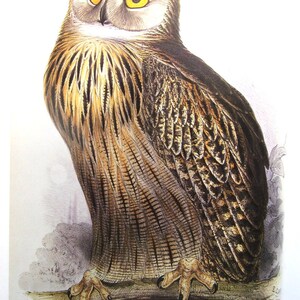 Edward Lear, Toco Toucan/eagle Owl, 10 X 14 In. 2-sided Color Plate ...