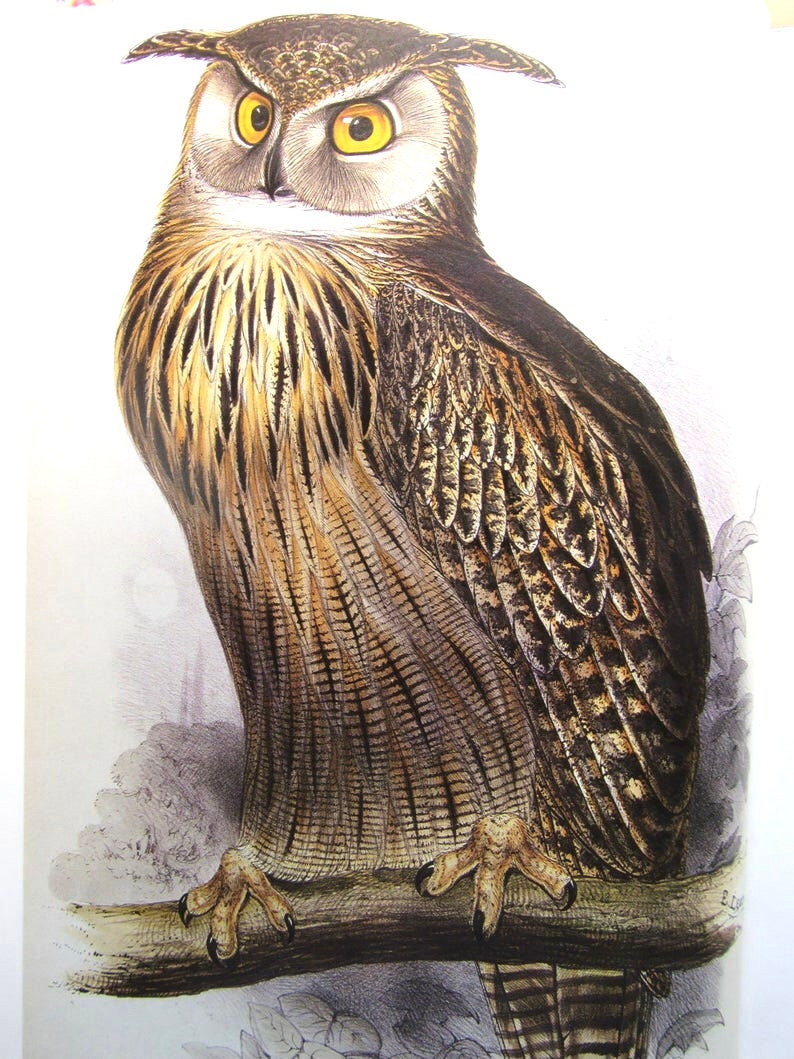 Edward Lear Toco Toucan/eagle Owl 10 X 14 In. 2-sided Color | Etsy