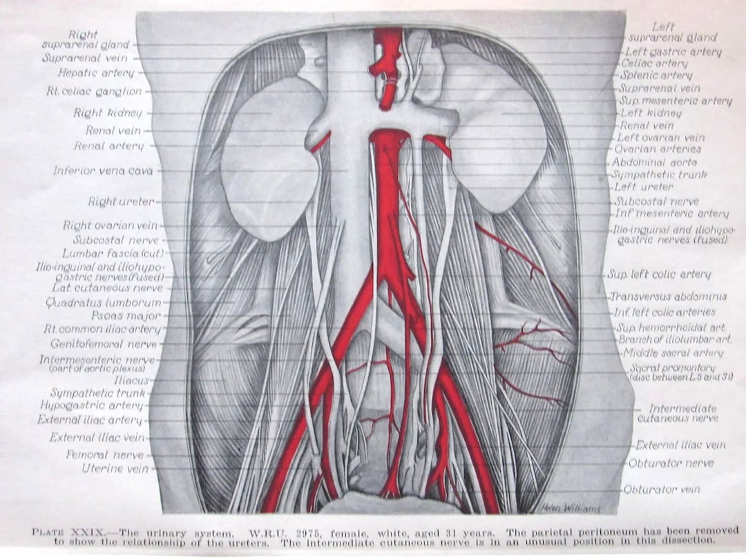 1952 Medical Book Page- Human Anatomy- the Urinary System --medical ...