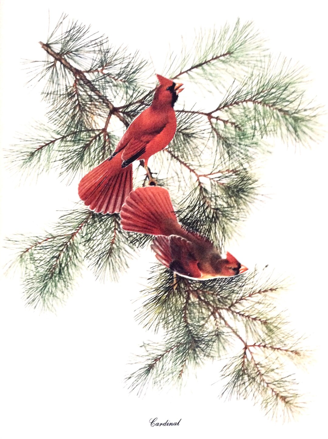 Menaboni's Birds, Cardinal, 1950 Vintage Book Page to Frame, 8.5 X 12 ...