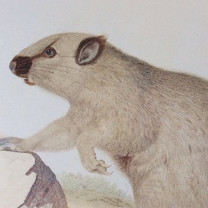 Slender Tailed Cloud Rat, 1990s Reproduction Colorplate, Book Plate, 10 ...
