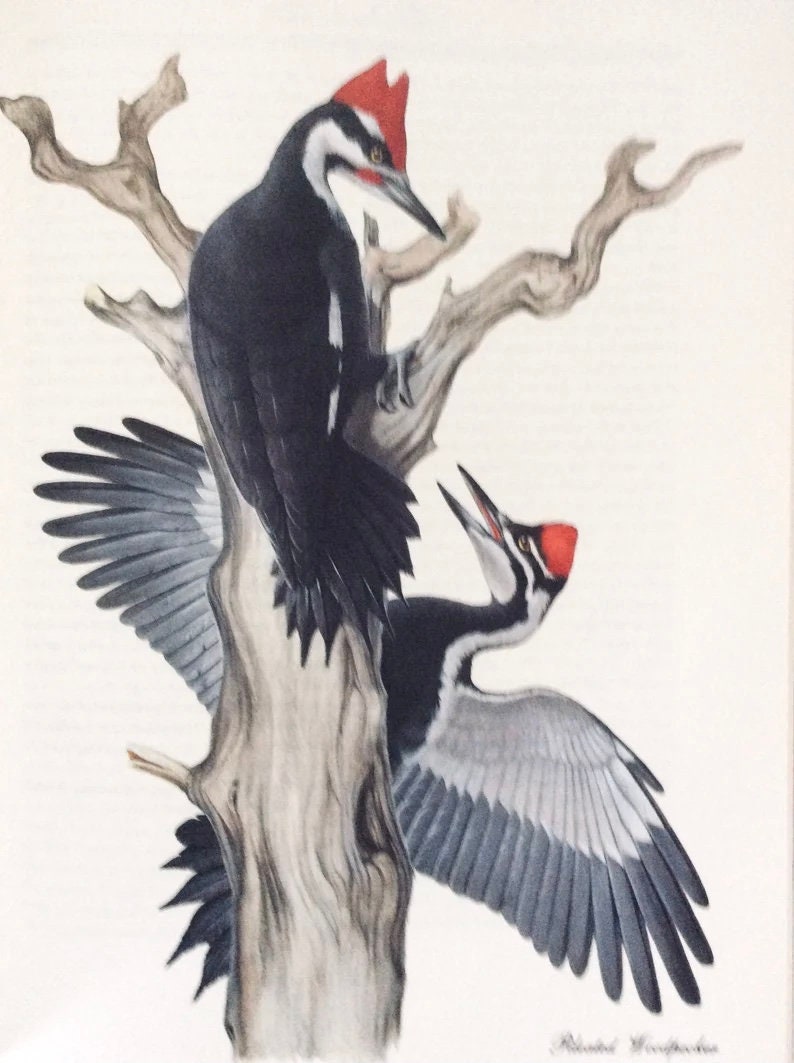 Menaboni's Birds Pileated Woodpecker 1950 Vintage Book - Etsy