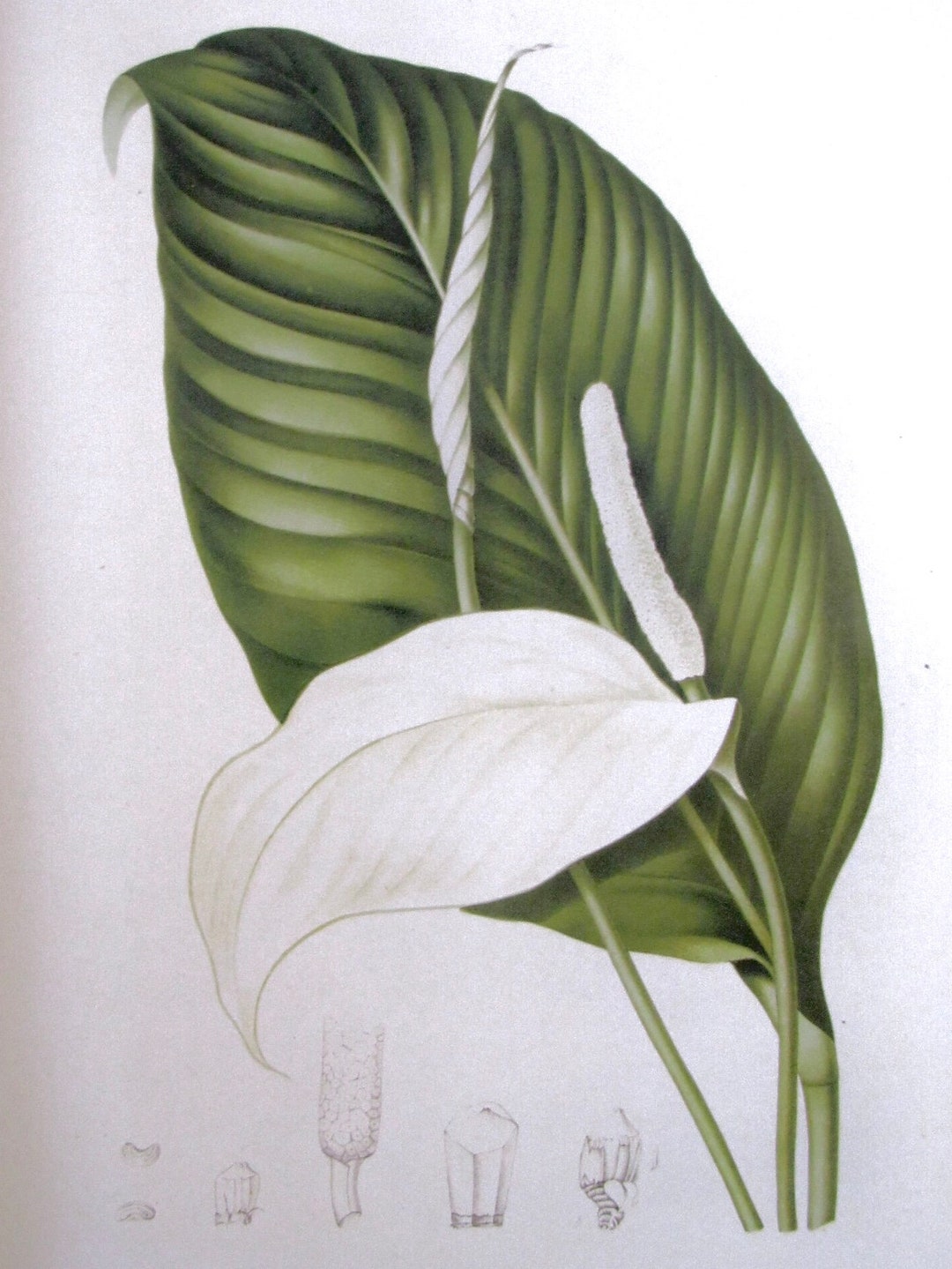 Botany Print, Floral Print, Nature Print, Ready-to-frame Vintage ...