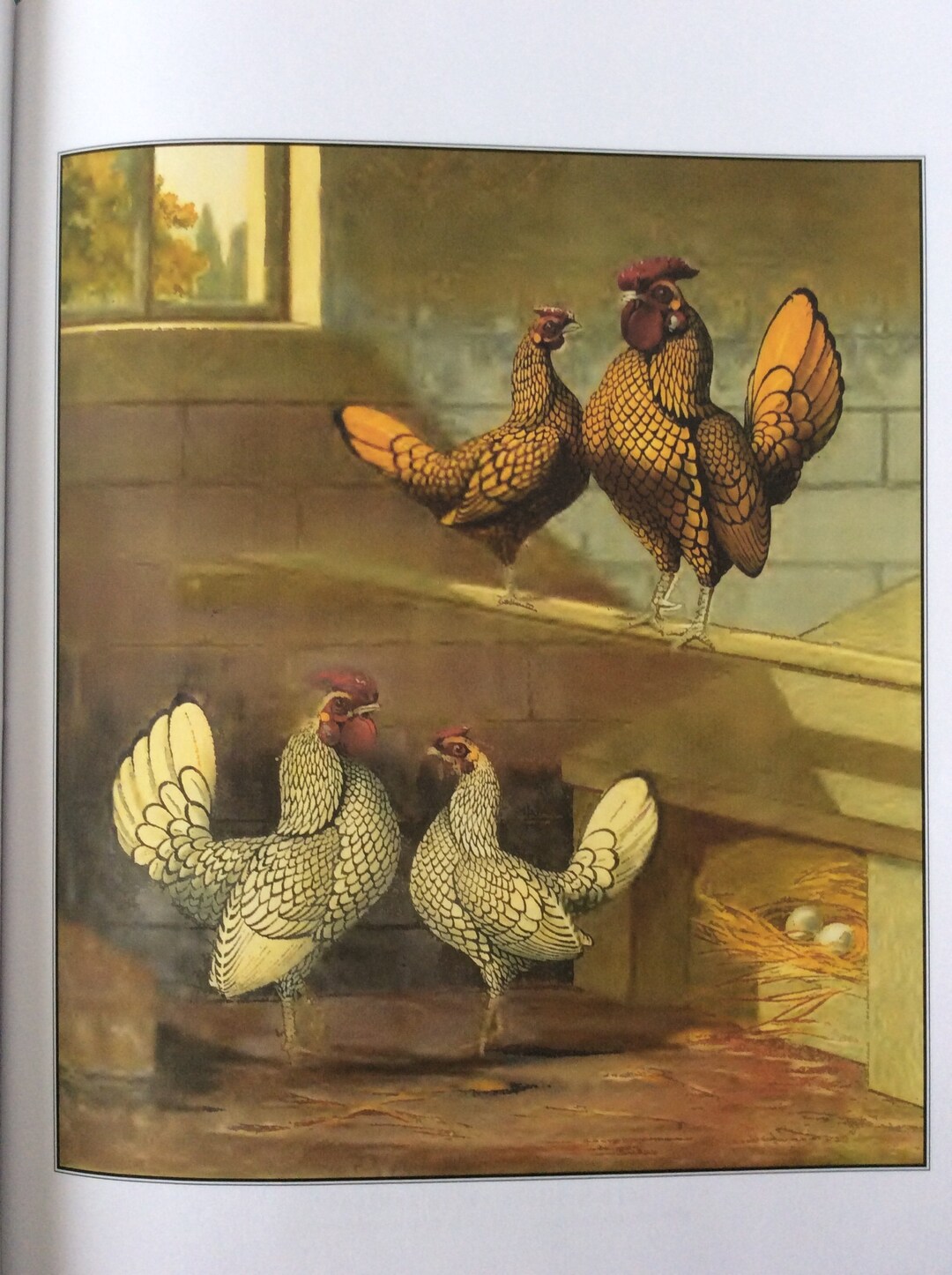J. W. Ludlow, Gold & Silver Laced Bantams, 8 X 11 In. Book Print for ...