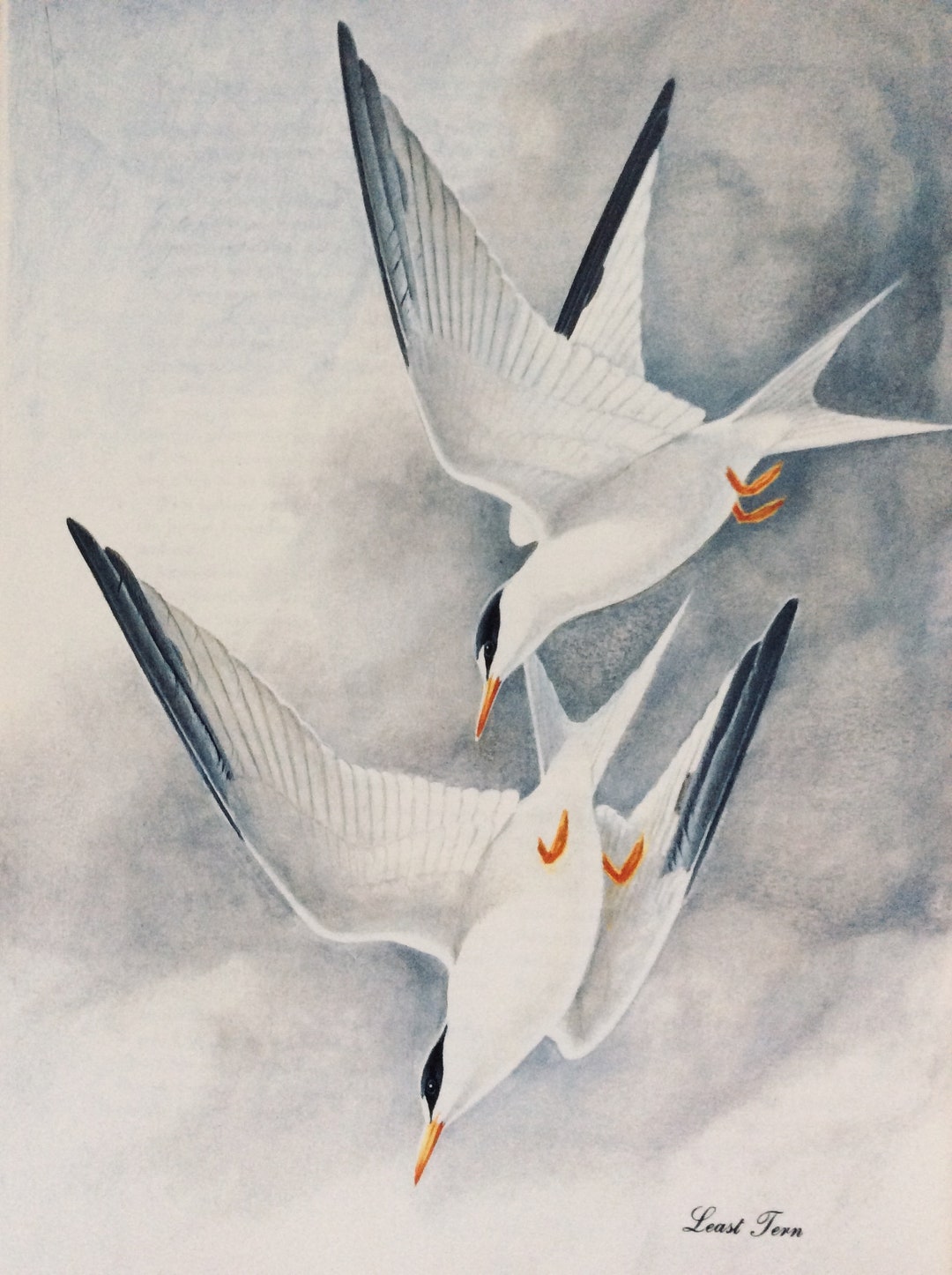 Menaboni's Birds, Least Tern, 1950 Vintage Book Page to Frame, 8.5 X 12 ...