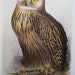 Edward Lear, Toco Toucan/eagle Owl, 10 X 14 In. 2-sided Color Plate ...