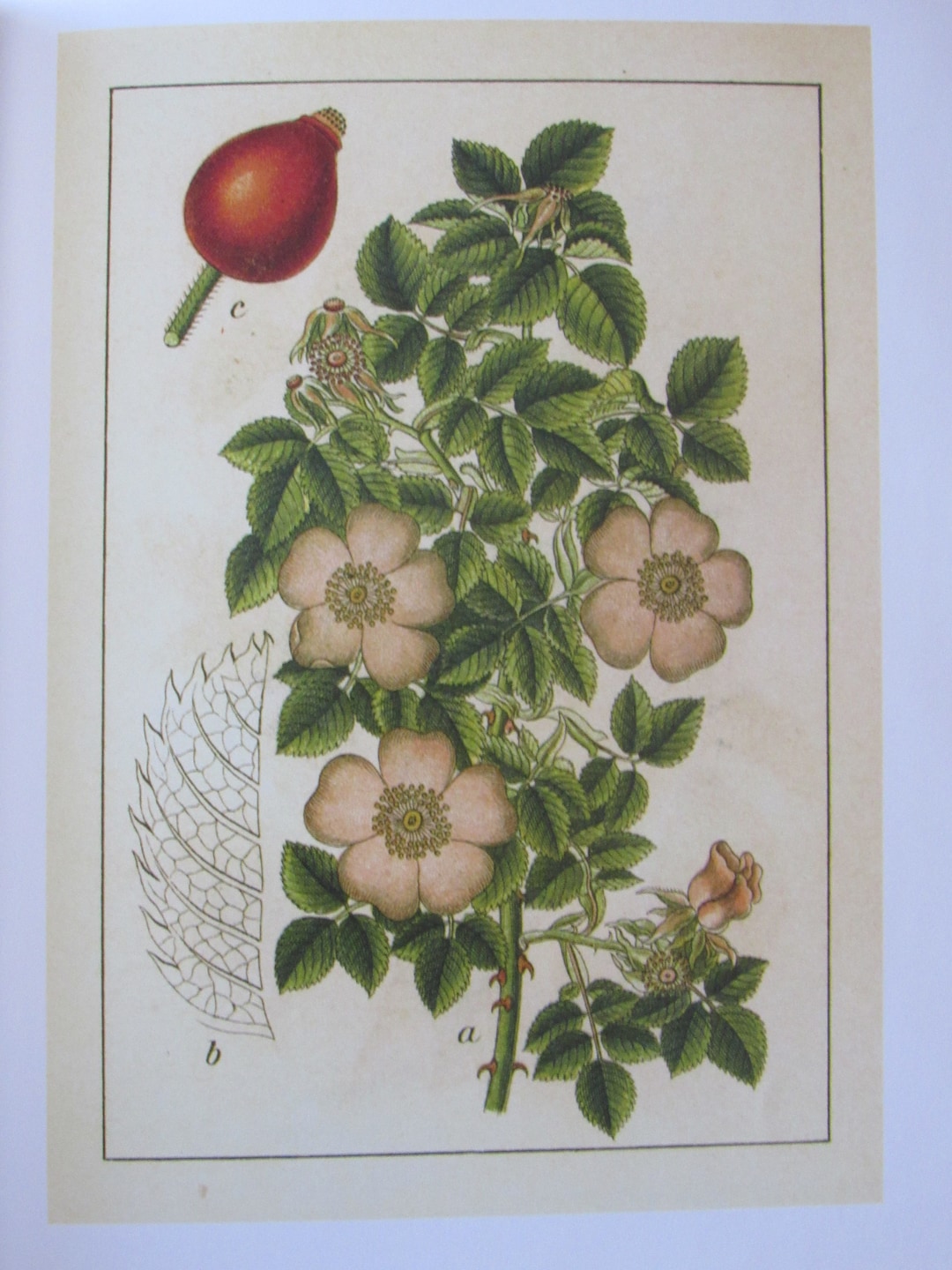 Botany Print Floral Print Nature Print Ready-to-frame - Etsy