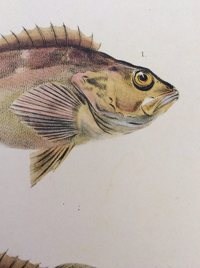 False Jacopever 10 x 14 in. Vintage Book Page Fish Nature | Etsy