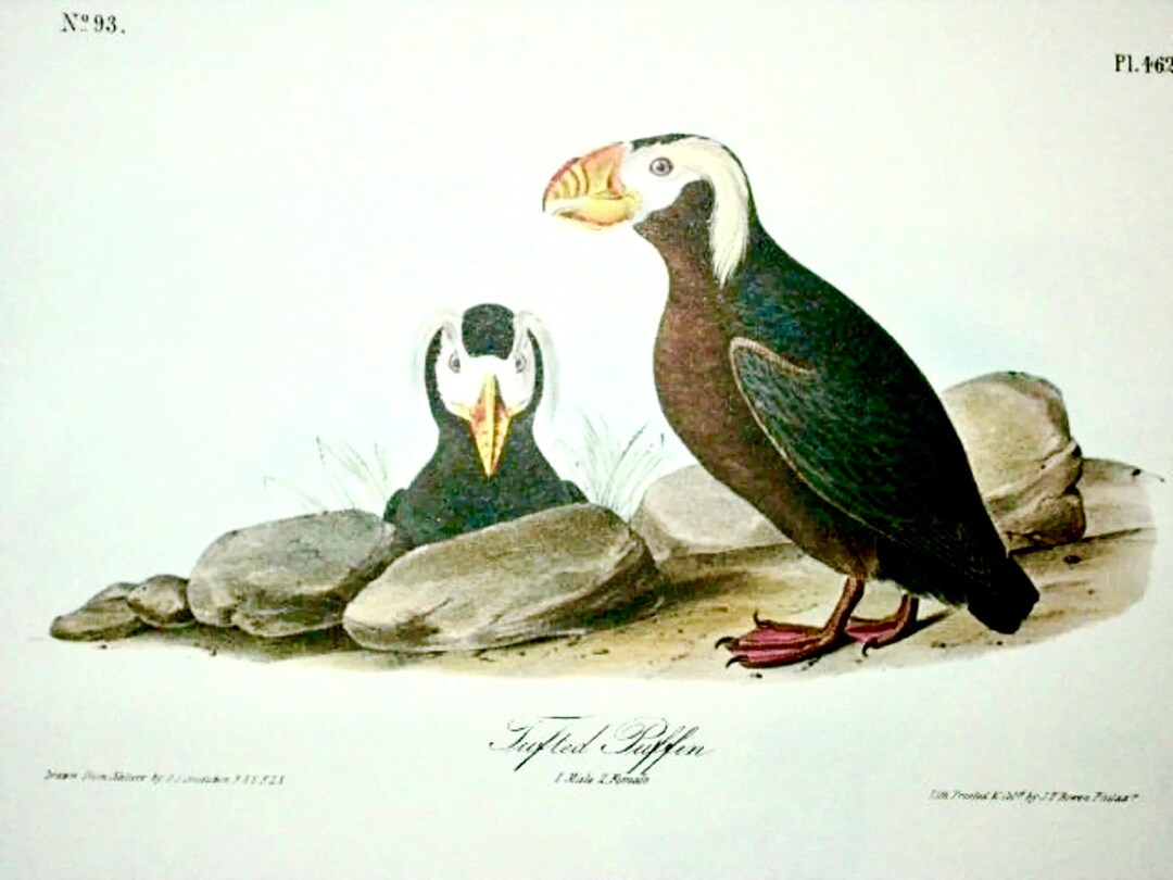Vintage Audubon Bird Print-2 Sided Book Plate-1975 Print-great Auk ...