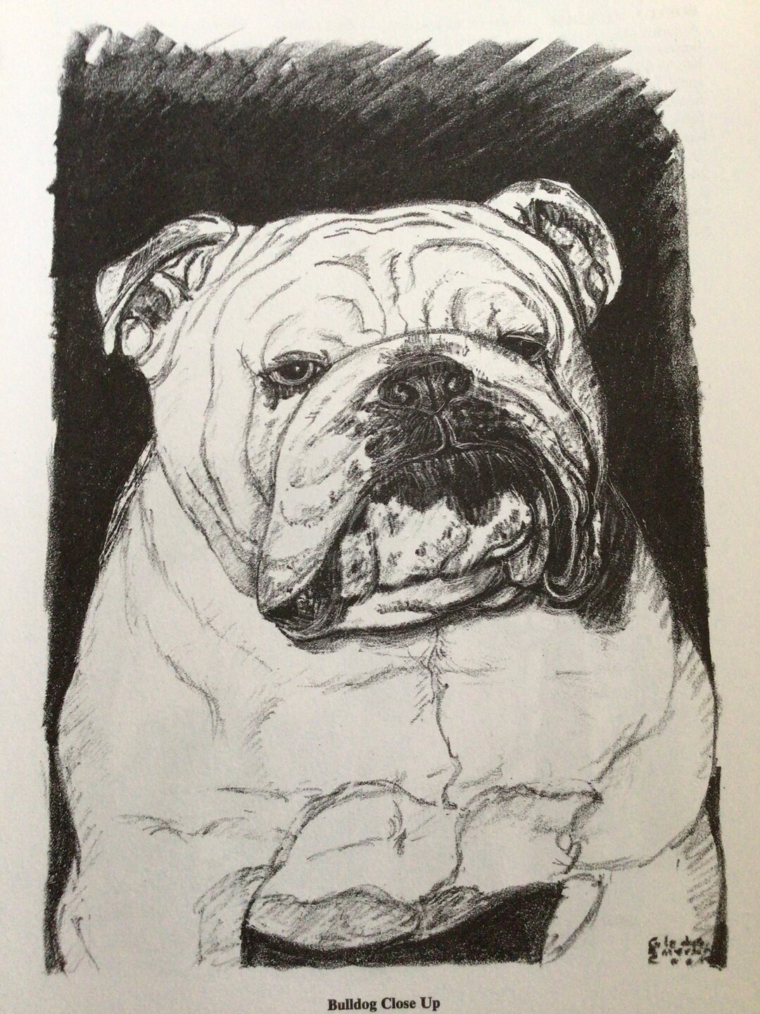 Gladys Emerson Cook, BULLDOG, Black and White Drawing, Book Print ...