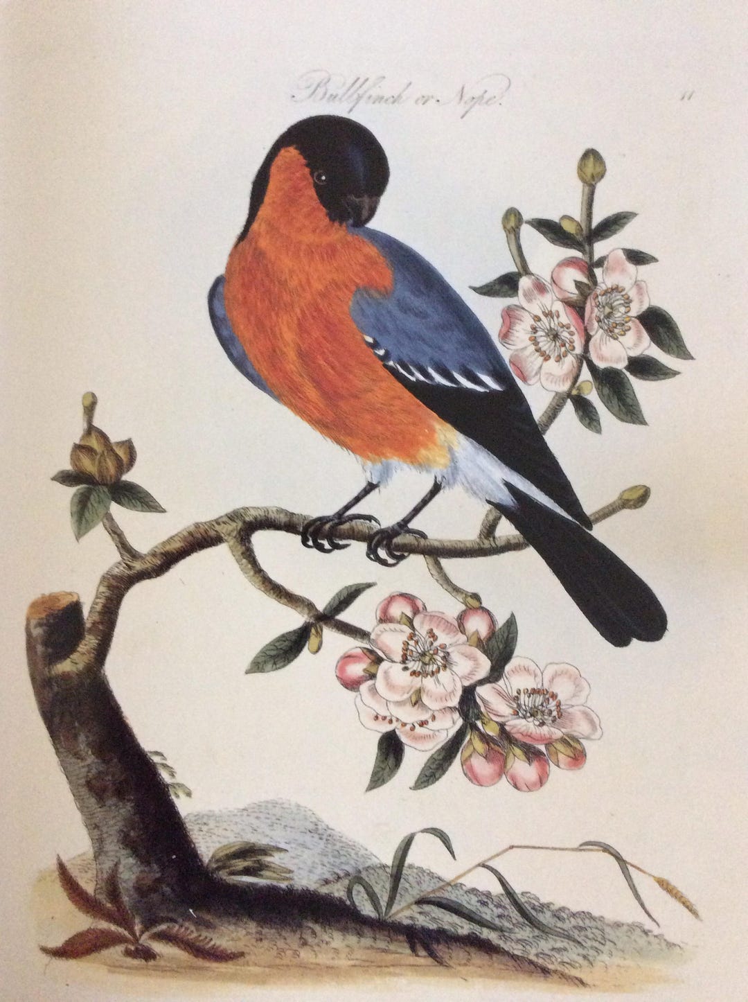 Bullfinch, 1990s Reproduction Colorplate, Book Plate, 10 X 14 In. Book ...
