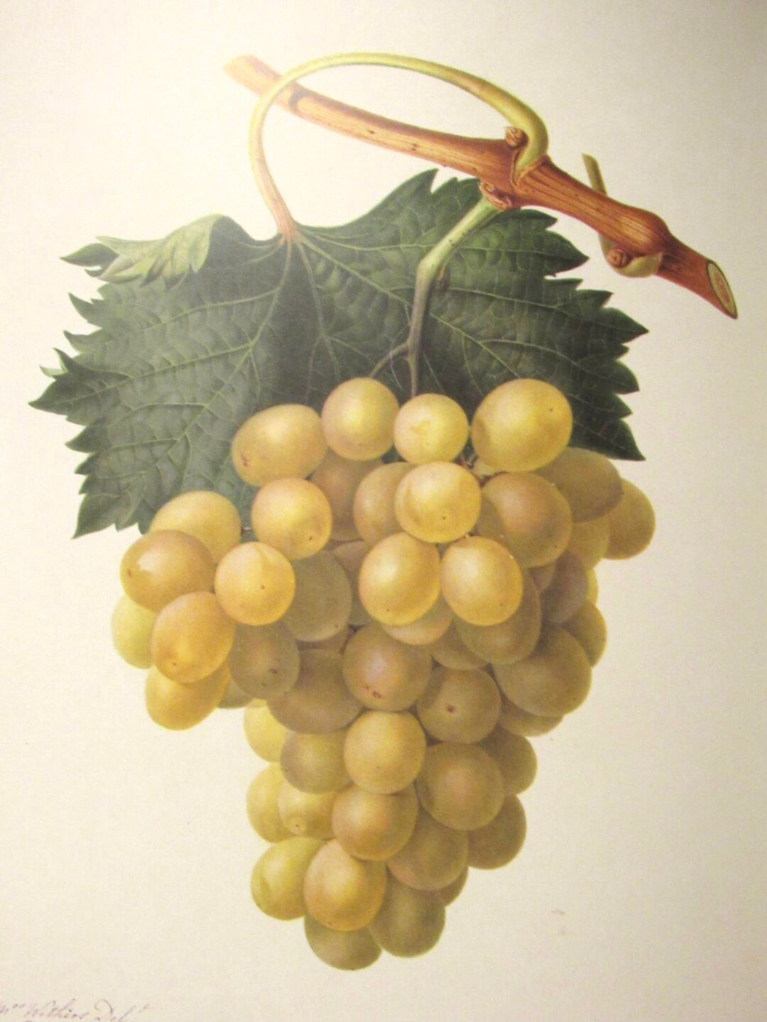 Vintage Color Plate, MUSCAT GRAPE, Botany Plate, 9 X 13 In., Book Plate ...