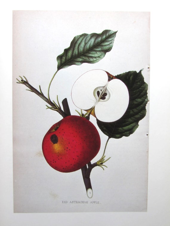 Red Astrachan Apple Reproduction Color Plate 9 X 12 In. | Etsy