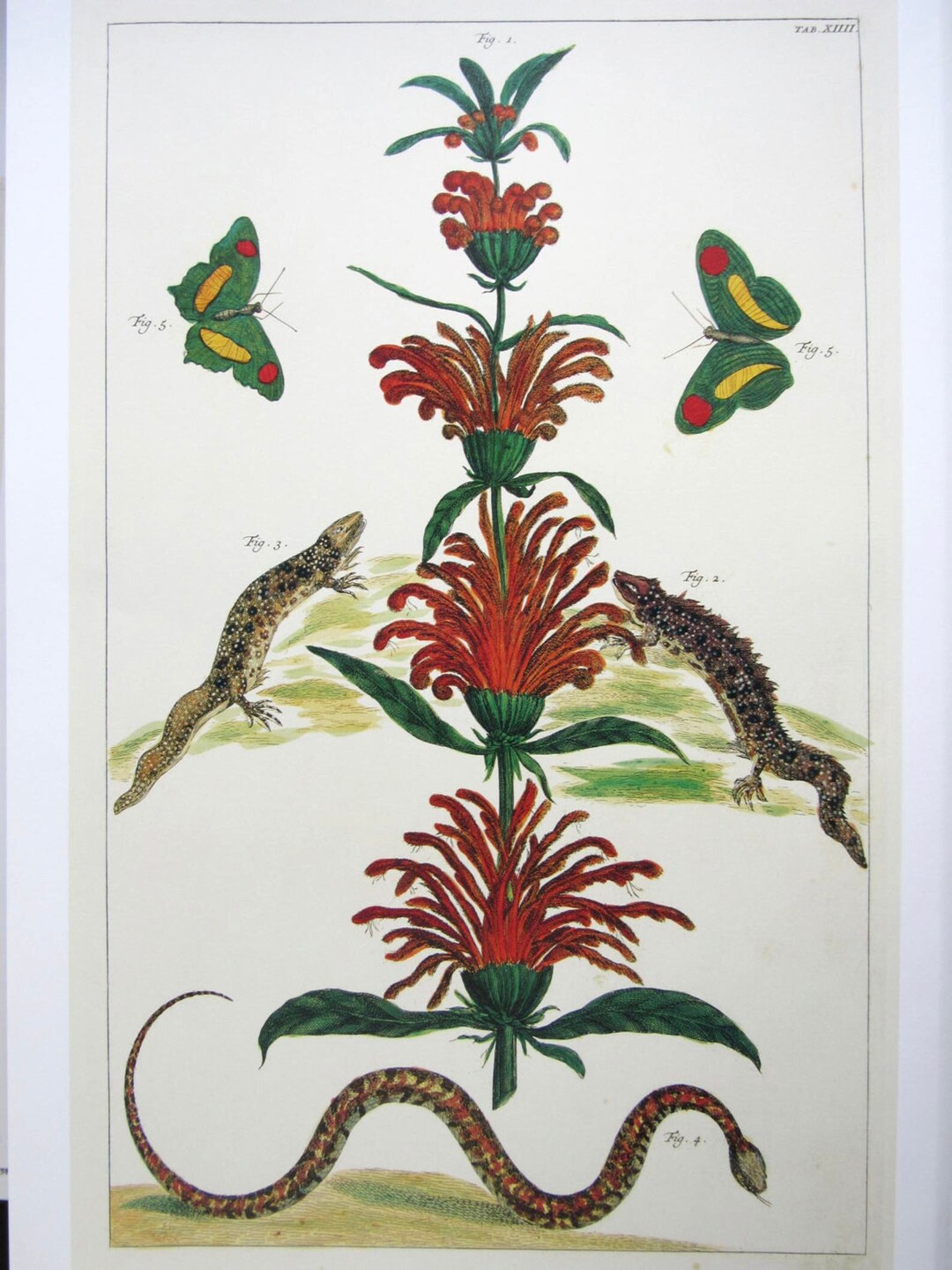 Plants, Snake, Butterfly, Serpent/seaside Plantlife, Nature, Botany, 2 ...