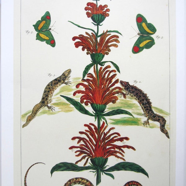 Albertus Seba - Etsy
