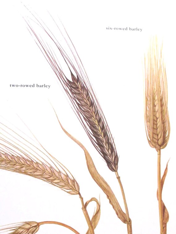 Barley Illustration